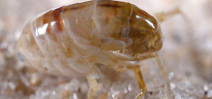 Comment se débarrasser des puces sur l’homme : nos conseils